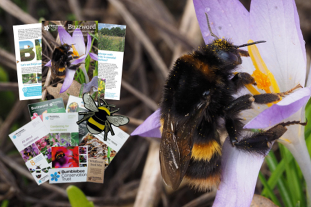 Bees, Bees, Bees! - Pressplus Ltd